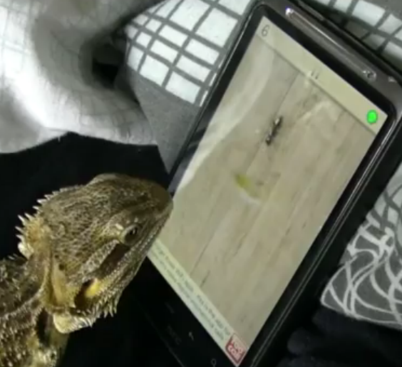 [Video] Nothing To See Here - Just A Bearded Dragon Lizard Pet Playing ...