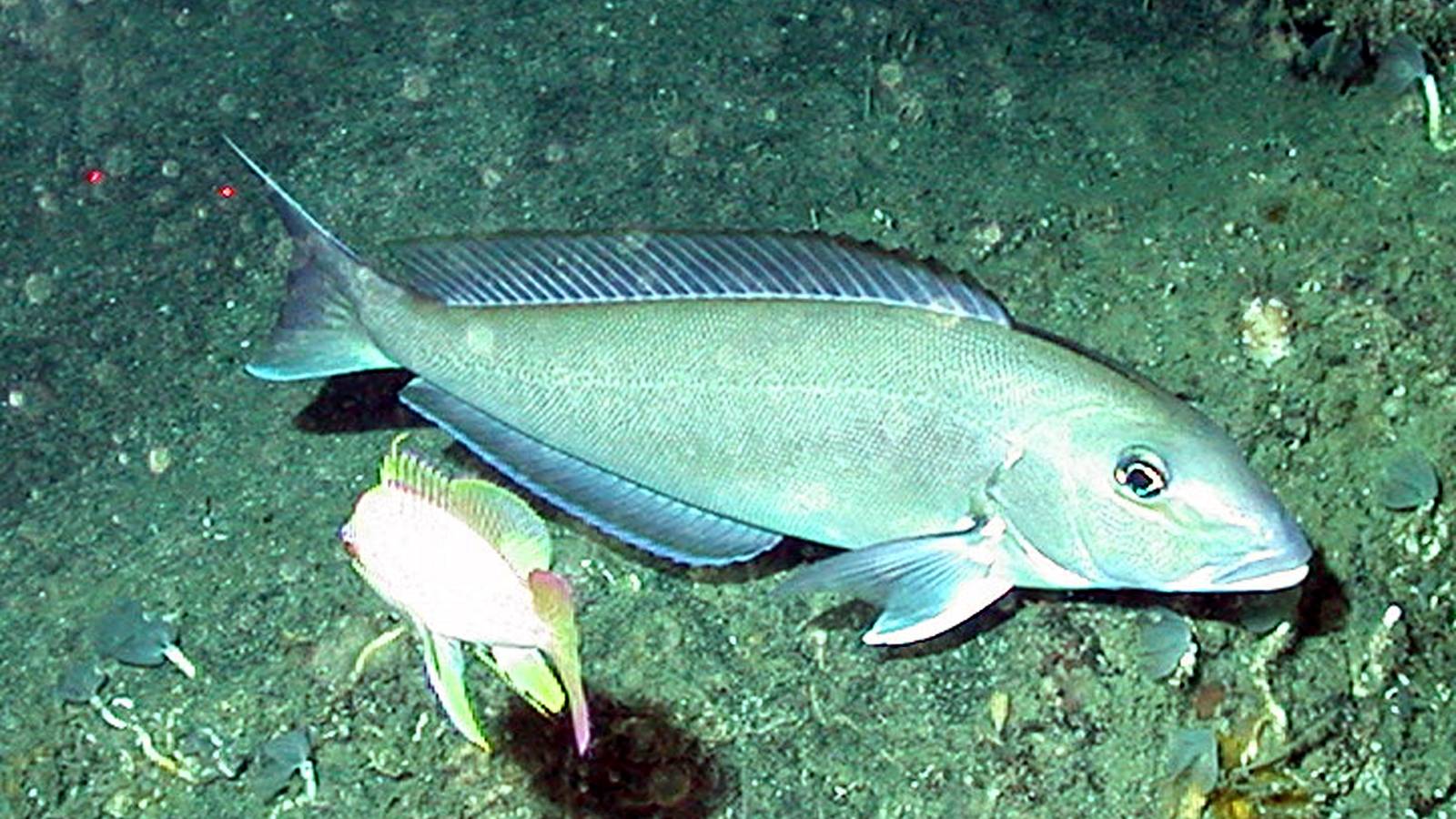 Blueline and Bonito codenames revealed for upcoming Google devices