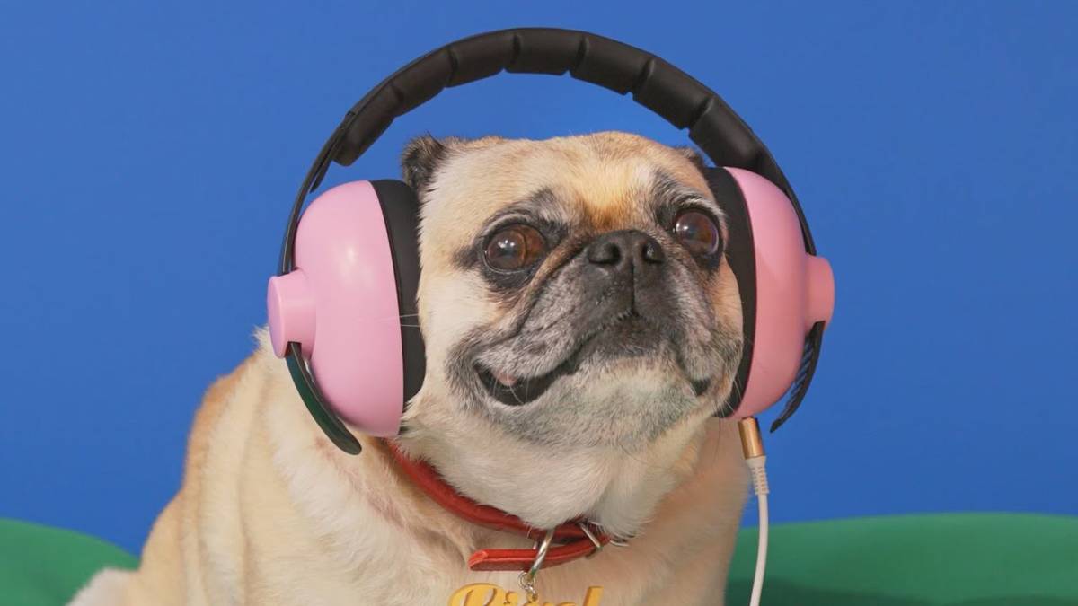 Pixel the pug is back, helping Google show off more of what its phones ...