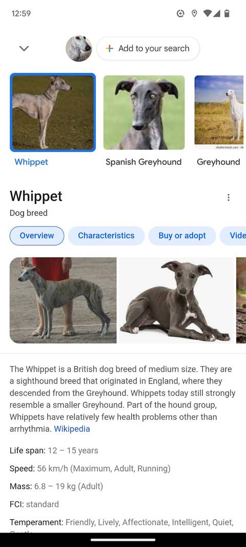 Google Lens: Everything you need to know about the visual search app